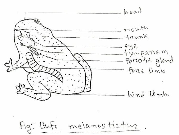 Morphology, Nervous system, Sense Organ of Toad | Diagram