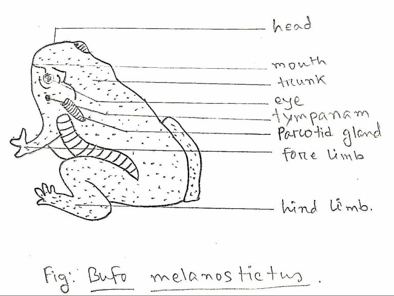 Morphology, Nervous system, Sense Organ of Toad | Diagram