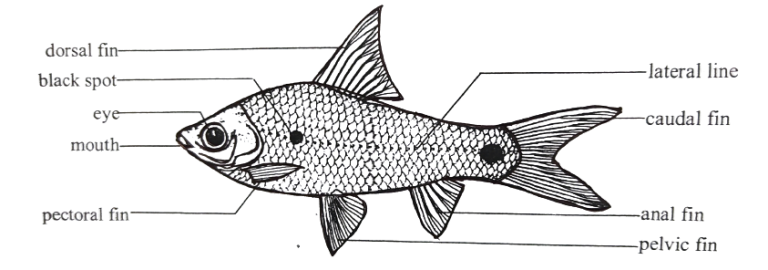 Puntius ticto - Habitat, Identifying Characters, Economic Importance - Barb