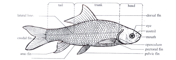 External Morphology of Labeo rohita | Rohu | Diagram