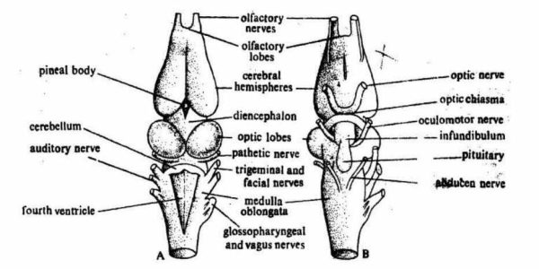 Morphology, Nervous system, Sense Organ of Toad | Diagram