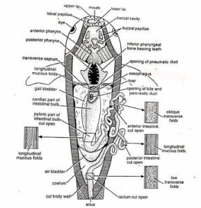 Digestive System of Labeo rohita | Rohu | Diagram - Swarborno