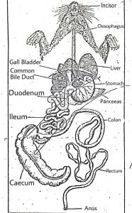 Digestive System of Guinea Pig | Cavia porcellus | Diagram