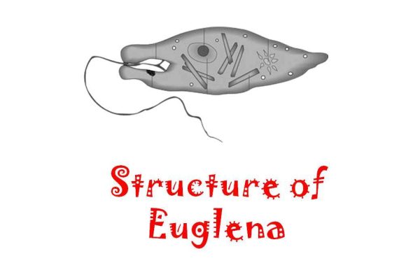 Structure of Euglena with Labeled Diagram - Swarborno