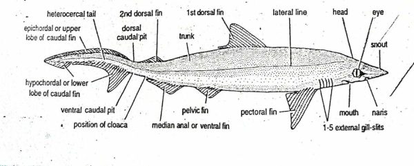 External Morphology of Scoliodon with Diagram | Dog fish