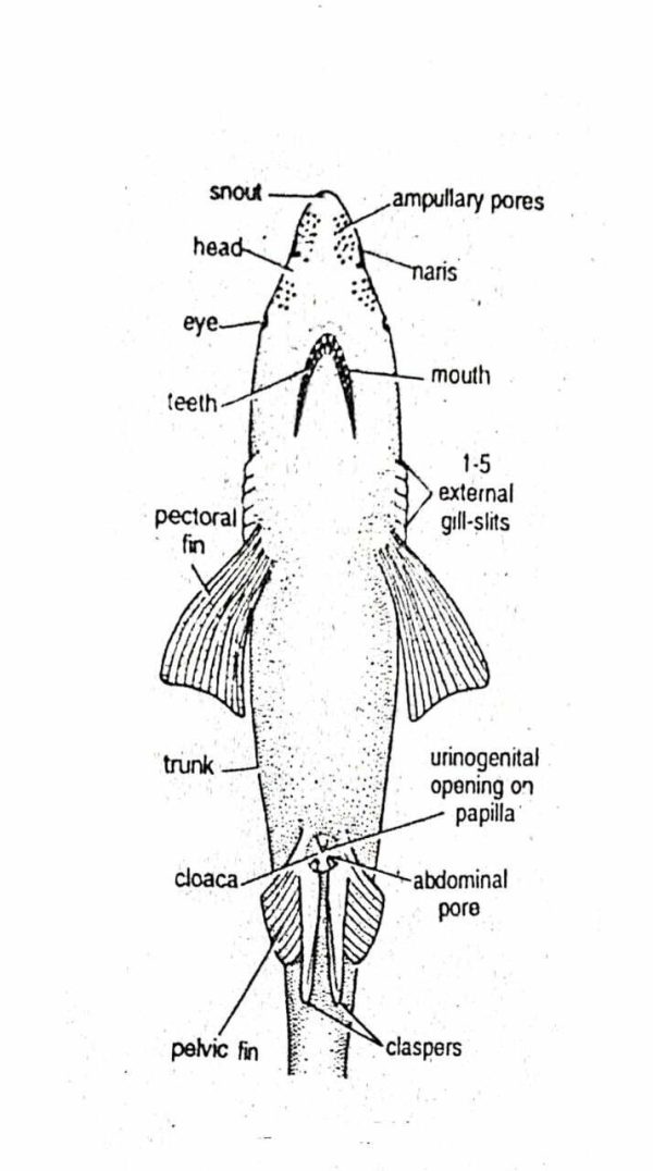 External Morphology of Scoliodon with Diagram | Dog fish