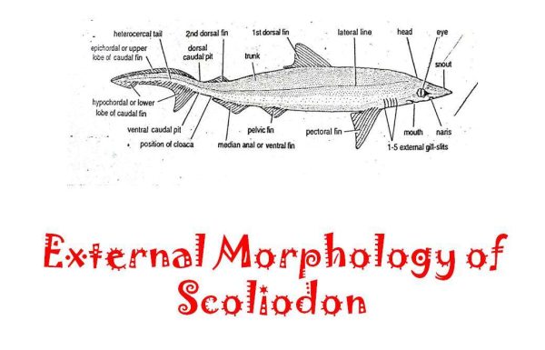 External Morphology of Scoliodon with Diagram | Dog fish