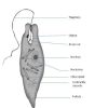Structure of Euglena with Labeled Diagram - Swarborno