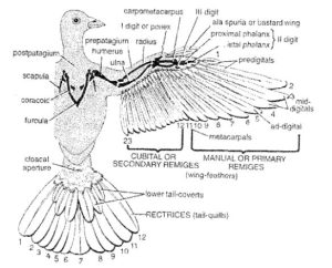 Feathers in Pigeon | Columba livia | Diagram - Swarborno