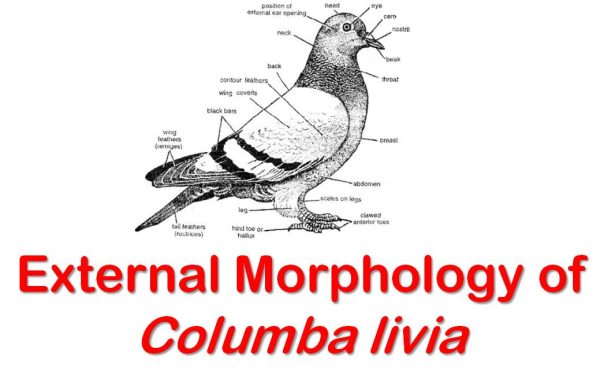 External Morphology of Columba livia | Pigeon | Diagram - Swarborno