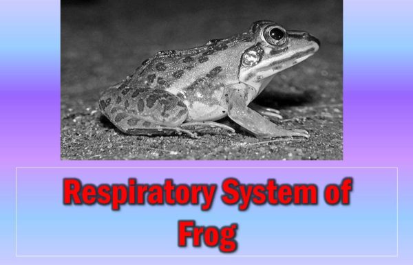 External Morphology of Frog | Diagram