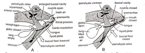 Respiratory System of Frog | Diagram | Swarborno