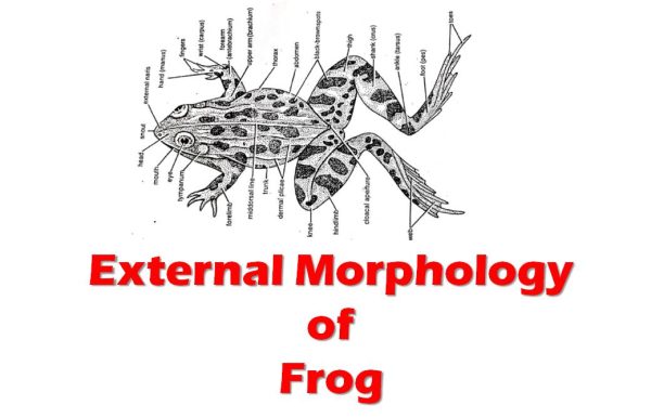 External Morphology of Frog | Diagram
