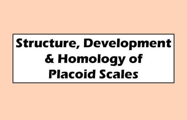 Structure, Development & Homology of Placoid Scales | Shark | Scoliodon
