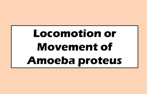 Locomotion or Movement of Amoeba proteus | Diagram - Swarborno