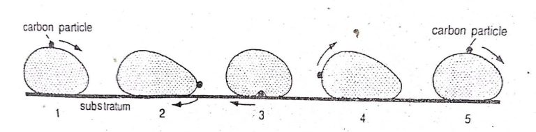 Locomotion or Movement of Amoeba proteus | Diagram - Swarborno