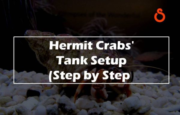 Hermit Crabs' Tank Setup (Step by Step) 2023 - Swarborno